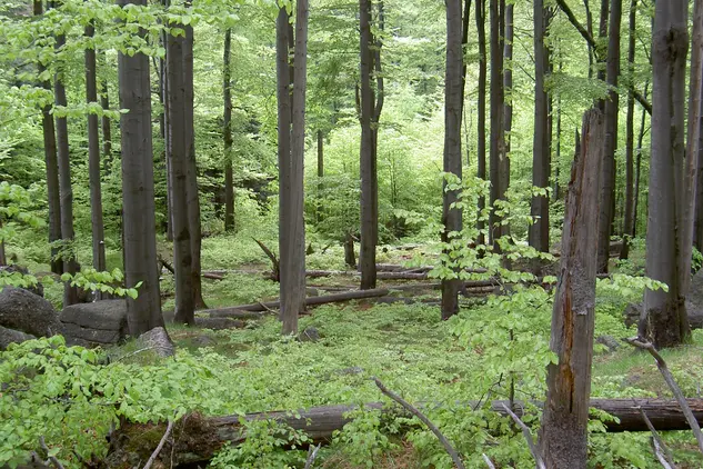 Dlouhověké bukové lesy - Národní památkový ústav